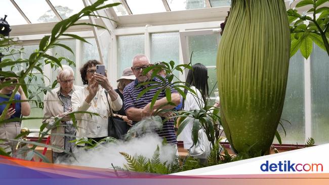 Bunga Bangkai Jadi Primadona di Sydney
