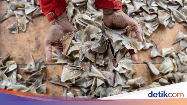 Geliat Perdagangan Sirip Hiu di Pasar Ikan Pangkalpinang