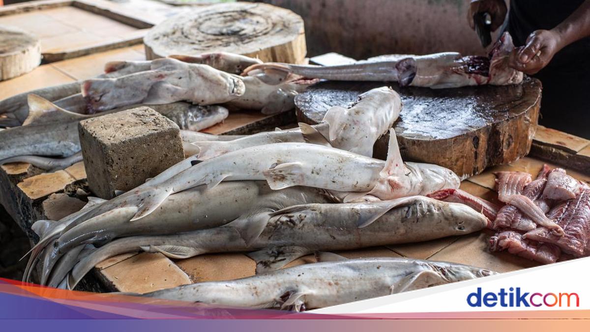 Hiu Predator Laut, Bolehkah Dikonsumsi Muslim?