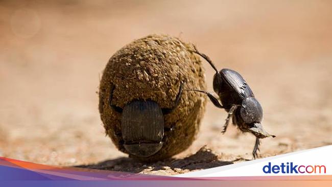 Kenapa Kumbang Kotoran Mengumpulkan Kotoran Hewan Lain?