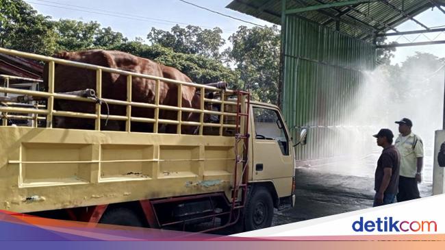 Terindikasi Sakit, 10 Sapi Ditolak Masuk Pasar Hewan Ambarketawang Sleman