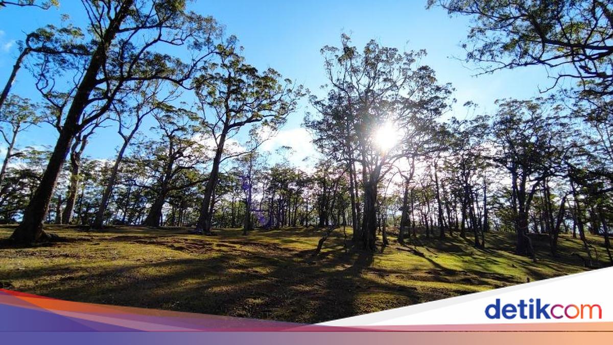 Hutan Bonsai Fatumnasi, Keunikan Alam di Lereng Gunung Mutis NTT
