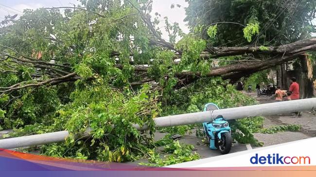Pohon dan Tiang Listrik Tumbang, Jalan Raya Gempol Pasuruan Sempat Macet