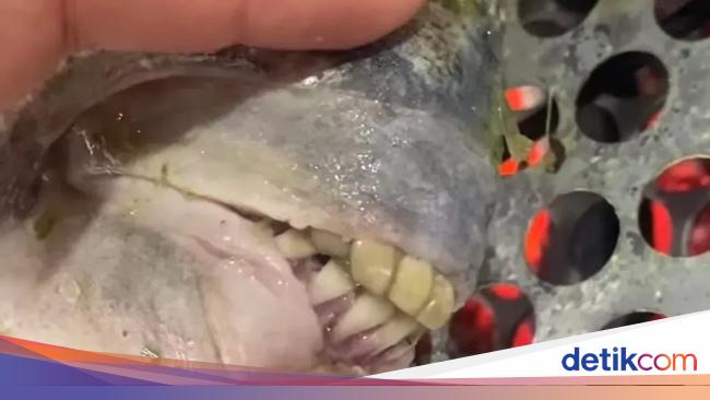 Hiii! Wanita Ini Temukan Ikan dengan Gigi Mirip Manusia