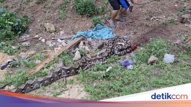 Ular Piton 7 Meter Tepergok Warga Usai Telan Rusa di Sultra