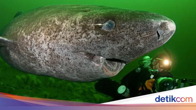 Hiu Greenland, Vertebrata Tertua di Bumi yang Bisa Hidup 500 Tahun