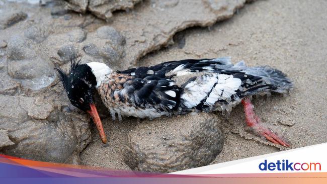Sejumlah Burung Mati Terdampar di Danau Michigan