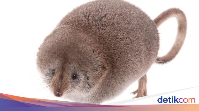 Tikus Gunung Lyell yang Pemalu, Baru Terpotret Usai Teridentifikasi ...