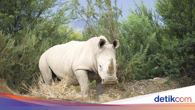 Sedihnya.. Badak Tertua di Amerika Mati di Usia 56 Tahun