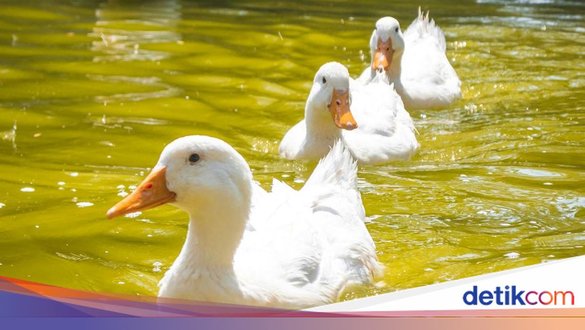 21 Nama Hewan dalam Bahasa Jawa Lengkap Ngoko-Krama
