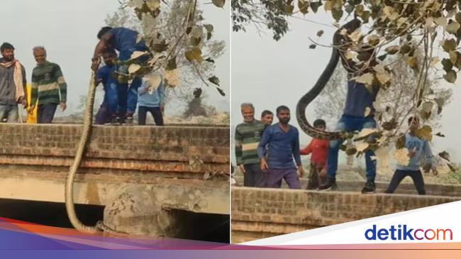 Vishal Tangkap Ular Raksasa Pakai Tangan, Warga Ketakutan