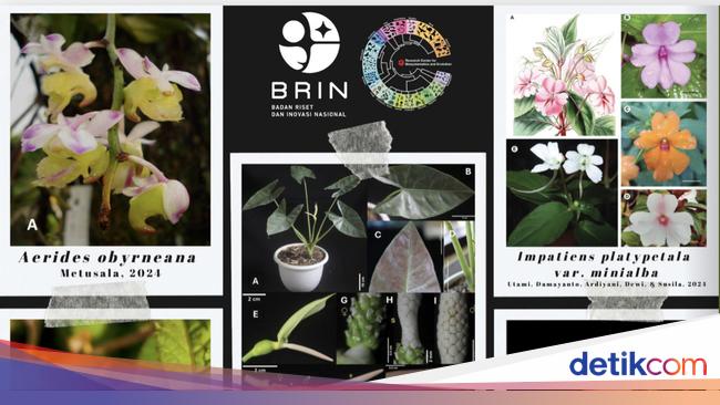 BRIN Temukan 98 Taksa Baru Selama 2024, Ini Daftarnya