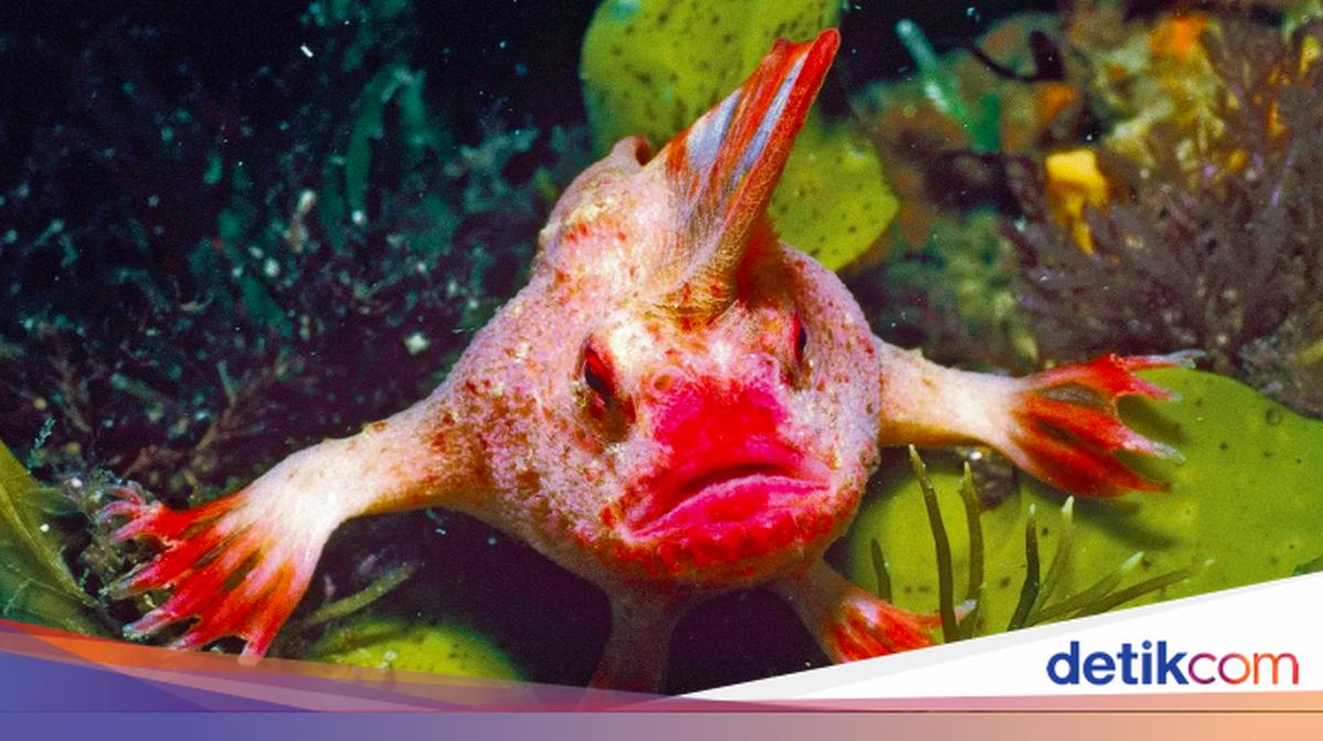Ikan Sangat Langka yang Punya Tangan Ini Terancam Punah