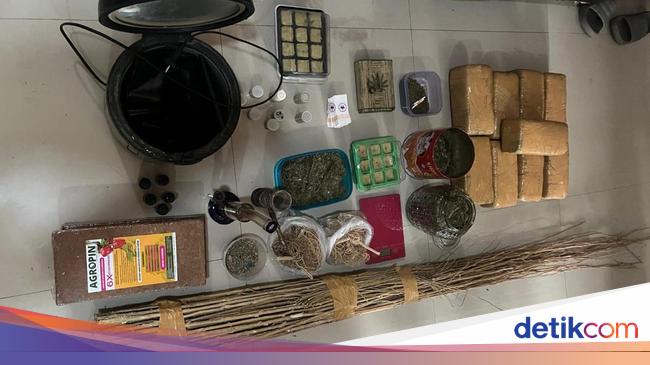 Polisi Gerebek Rumah Budidaya Ganja di Pringsewu, Pemiliknya Ditangkap