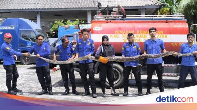 Ular Piton 5 Meter Bersarang di Kantor UPT Dishub Selayar, Damkar Evakuasi Ular Piton 5 Meter Bersarang di Kantor UPT Dishub Selayar, Damkar Evakuasi