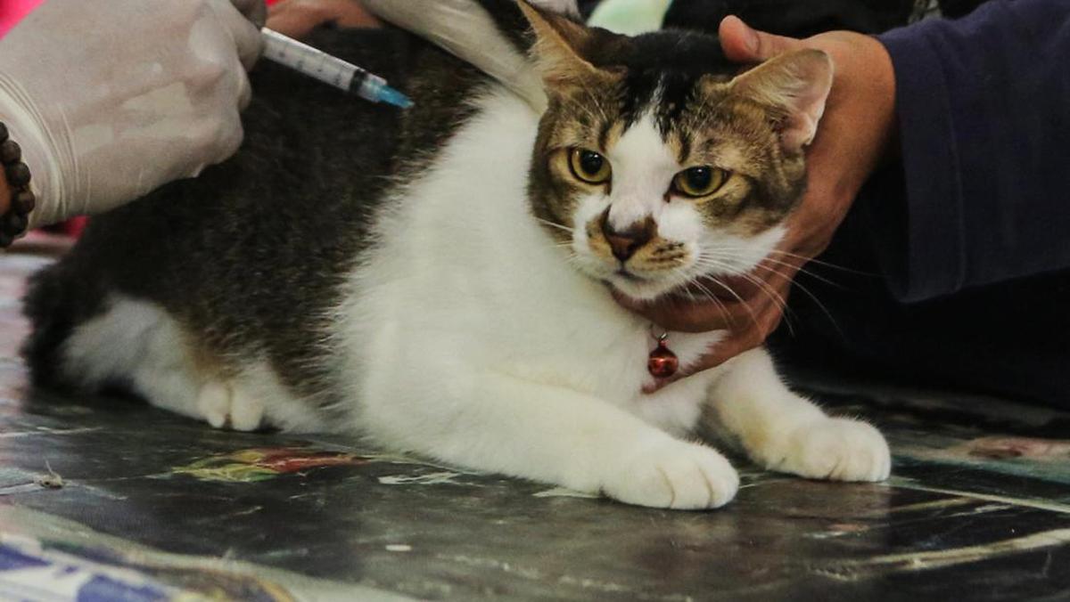 Begini Ekspresi Kucing Saat Divaksinasi Rabies