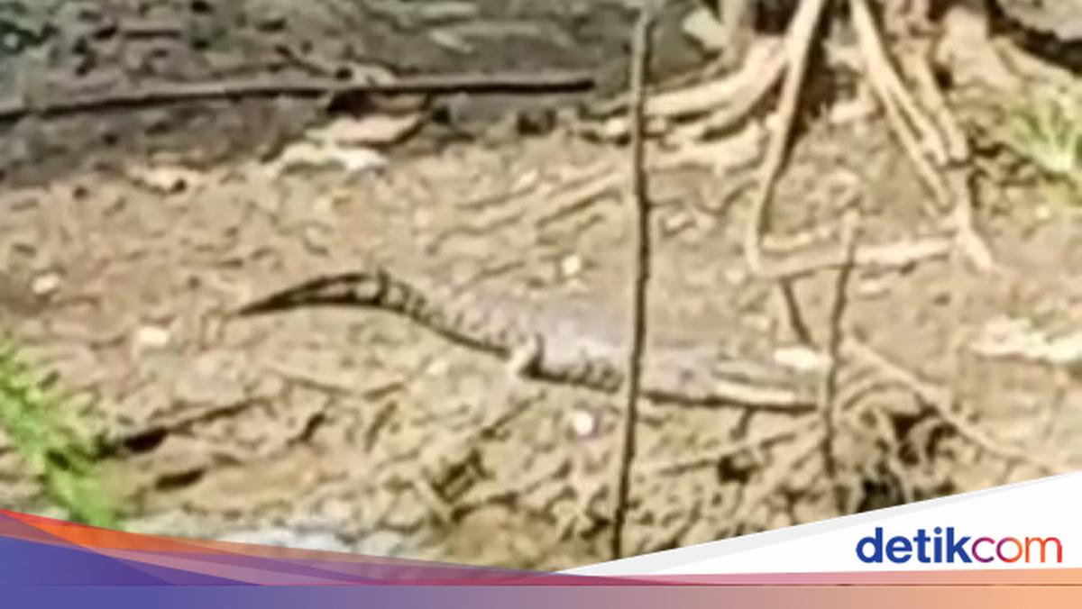 Viral Buaya Teror Warga di Sungai Tangkel Bangkalan