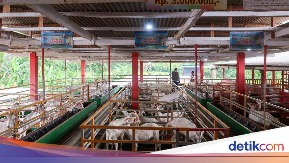 Harga Kambing Kurban 2025 di Jawa Timur