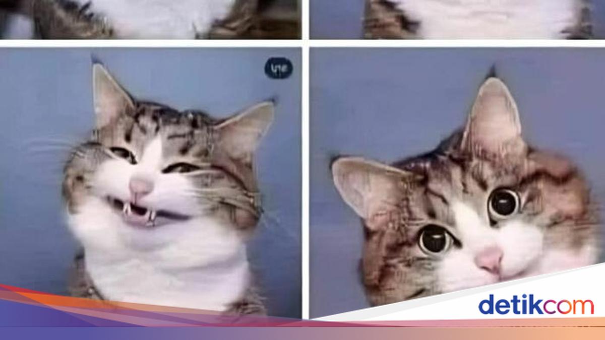 Meme Lucu Soal Kucing, Pasti Bikin Kamu Nyengir