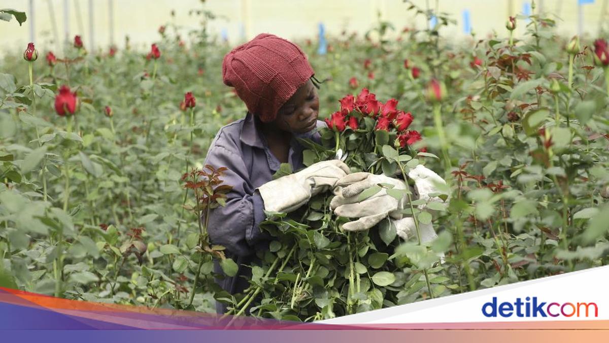 Kenya Jadi Salah Satu Pengekspor Bunga Terbesar di Dunia