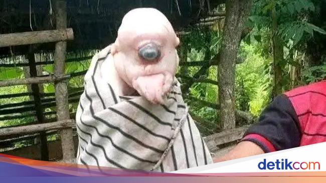 Heboh Anak Babi Mata Satu di NTT, Kasus Langka Cyclopia Heboh Anak Babi Mata Satu di NTT, Kasus Langka Cyclopia