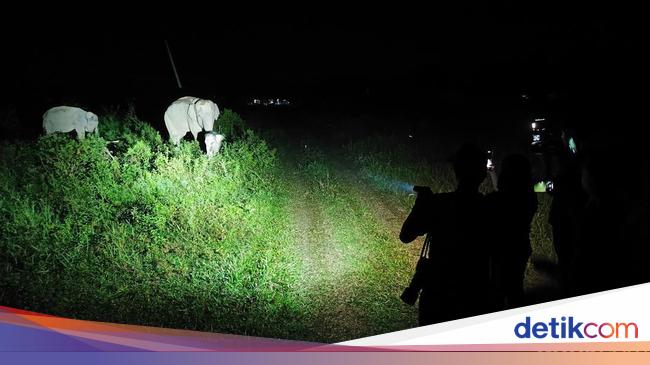Menikmati Wisata di Taman Nasional Way Kambas Lampung pada Malam Hari
