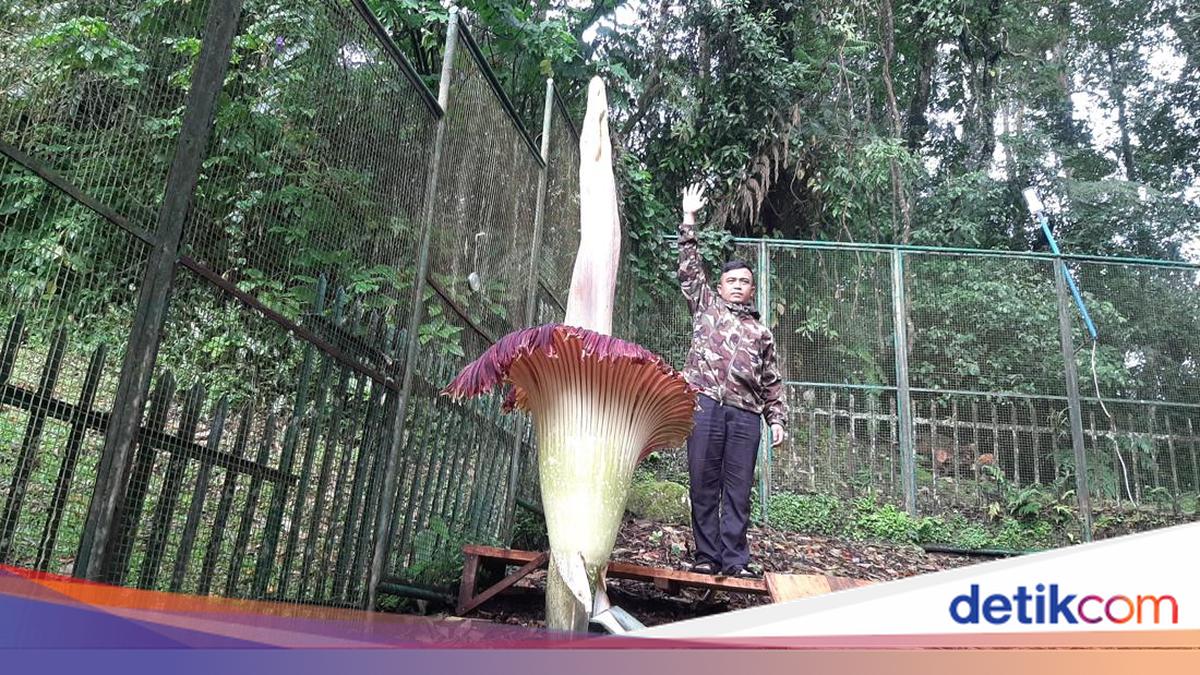Potret Bunga Bangkai Mekar di Kebun Raya Cibodas, Tingginya Nyaris 3 Meter!