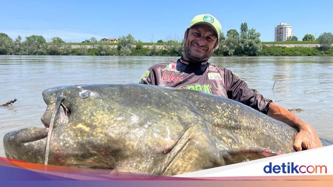 5 Rekor Ikan Lele Terbesar di Dunia, Bisa Sebesar Orang