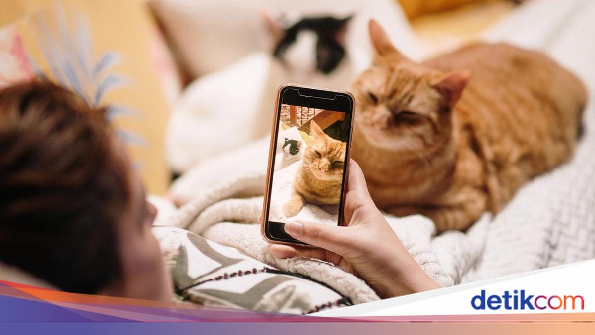 10 Cara Mengetahui Karakter Kucing Berdasarkan Warna Bulunya, Yuk Simak!