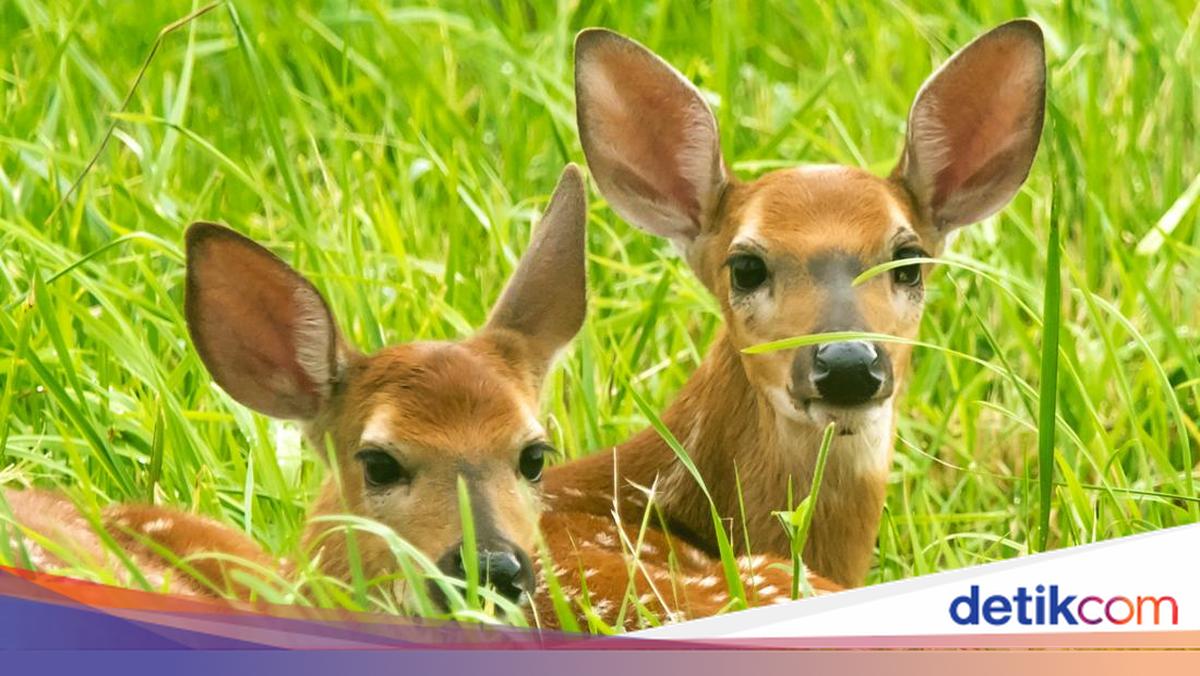 25++ Contoh Hewan Ovipar, Vivipar, dan Ovovivipar Beserta Ciri-cirinya