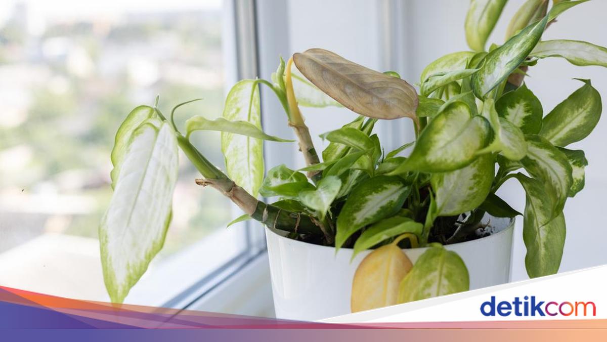 Daun Tanaman Tiba-tiba Menguning? Bisa Jadi Ini 5 Penyebabnya