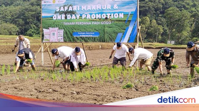 Dorong Swasembada Pangan, Petani Kuningan Andalkan Padi Gogo