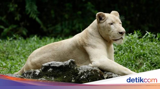Sedih, Singa Putih di Singapura Disuntik Mati karena Tumor