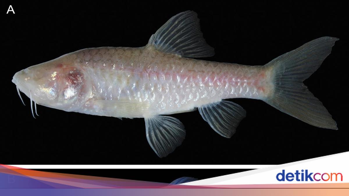 Spesies Baru Ikan Wader Buta Ditemukan di Gua Karst Klapanunggal Bogor