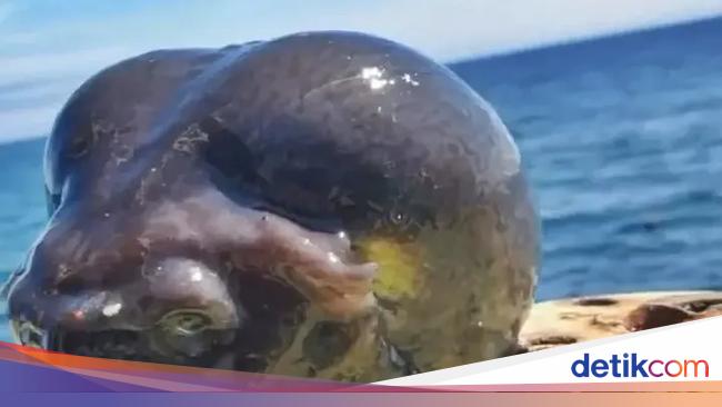 Unik, Ikan Laut Dalam Ini Bentuknya Mirip Kepala Alien
