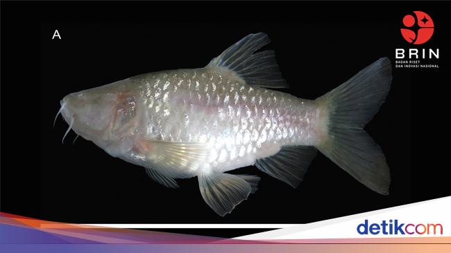 Potret Spesies Baru Ikan Wader Buta dari Gua Bogor: Barbodes ...