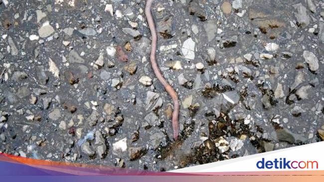 Kronologi dan Fakta Kisah Pilu Raya serta Cacing di Tubuhnya