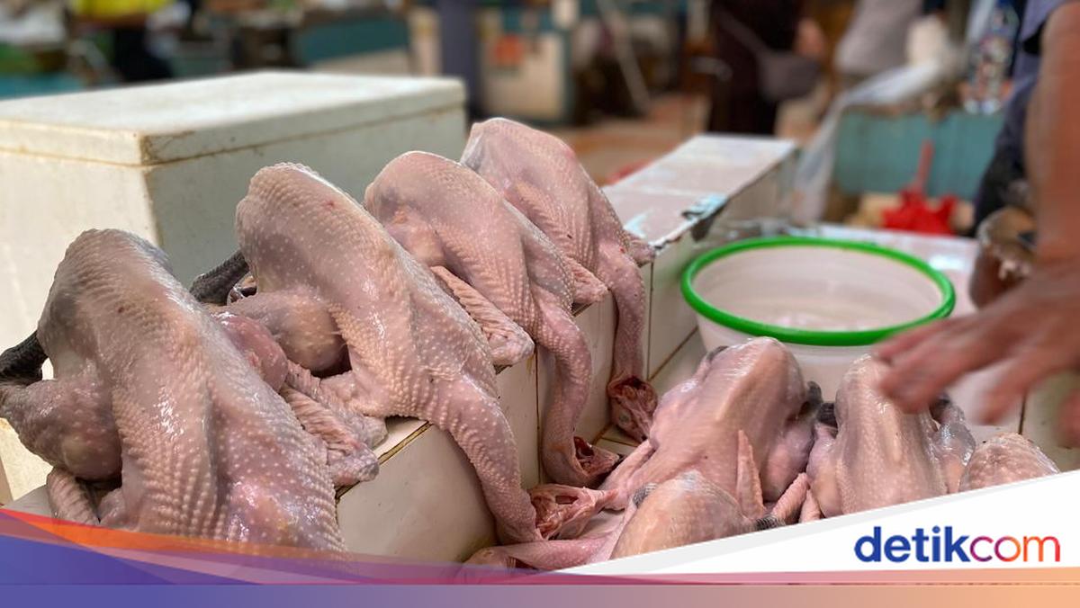 Kenali Perbedaan Ayam Negeri, Ayam Jantan hingga Ayam Kampung