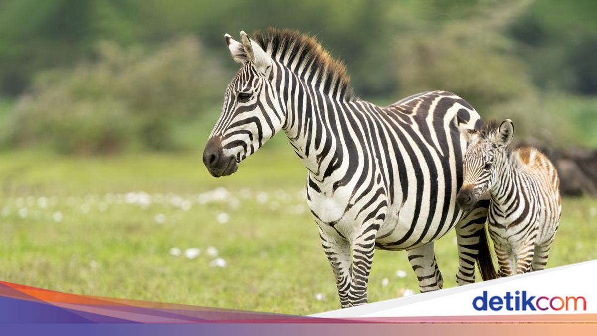 Mirip Kuda, Kenapa Zebra Tidak Dijadikan Hewan Tunggangan Manusia?