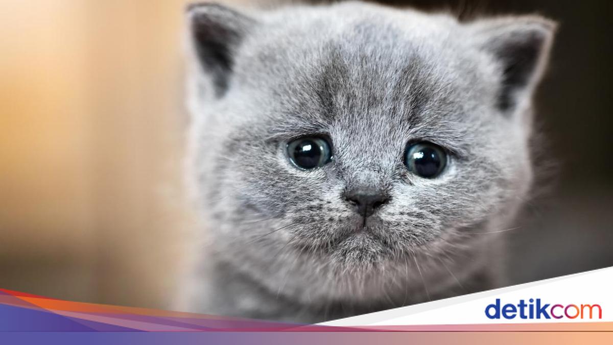 8 Ciri Kucing Sakit Mata dan Pertolongan Pertama yang Bisa Dilakukan