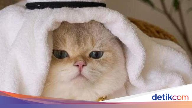 45++ Gambar PP Kucing Ramadhan Terbaru, Lucu, dan Imut