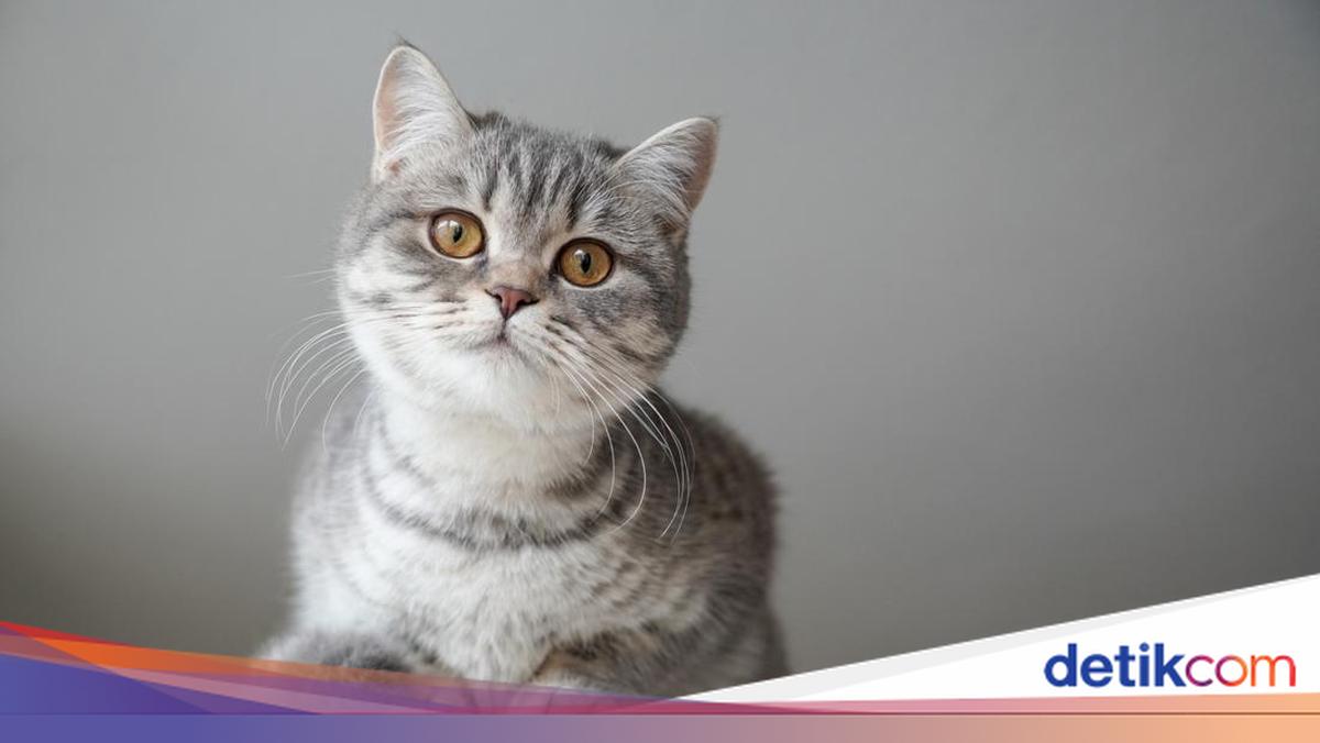7 Ciri-ciri Kucing Mau Mati dan Cara Mengatasinya, Jangan Disepelekan!