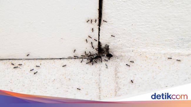 7 Cara Ampuh Membasmi Semut yang Bersarang di Rumah