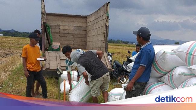 Bulog Diminta Serap Gabah dan Beras dari Petani