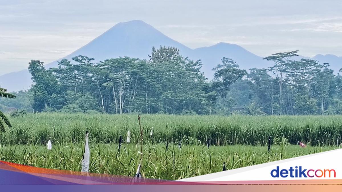Gunung Semeru 4 Kali Erupsi, Abu Vulkanik Menyembur Setinggi 900 Meter