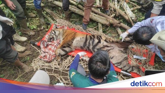 Sempat Mangsa Ternak Warga Agam, Harimau Terjebak di Kandang Milik BKSDA Sempat Mangsa Ternak Warga Agam, Harimau Terjebak di Kandang Milik BKSDA