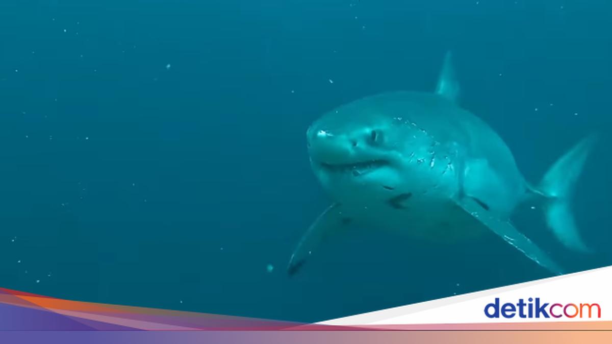 Viral Hiu Putih Muncul di Perairan Nusa Penida, Sempat Dekati Penyelam