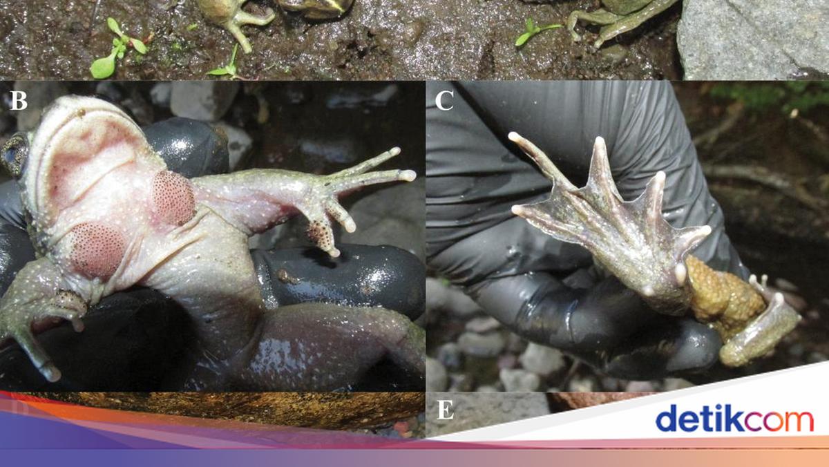 Katak Langka Terlihat Lagi Setelah 130 Tahun