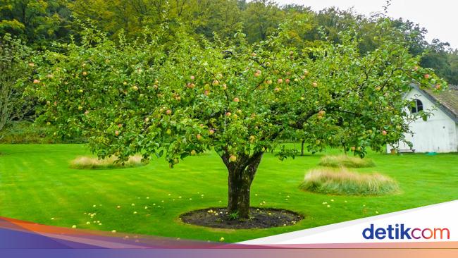 5 Pohon yang Aman Ditanam di Rumah Tanpa Merusak Fondasi
