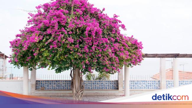 7 Pohon Hias dan Buah yang Tidak Merusak Pondasi Rumah